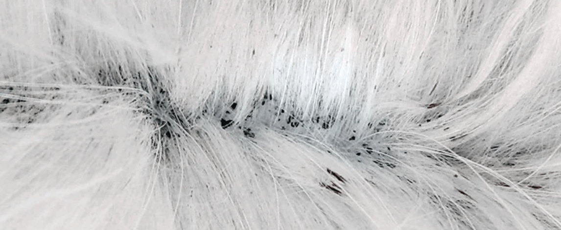 fleas on cats | Pet Better with Pet Circle