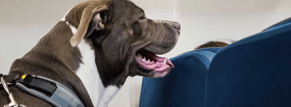 Flying With Your Pets | Pet Better with Pet Circle