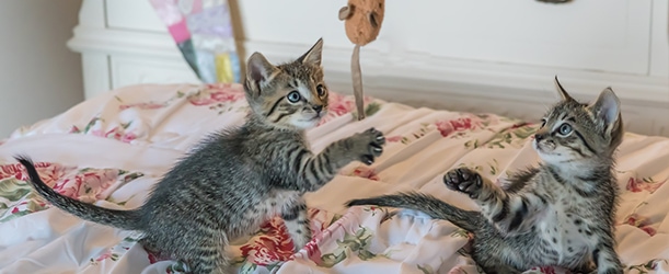 Cat Games | Pet Better with Pet Circle