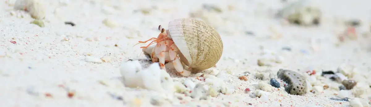 Hermit Crab Care | Pet Better with Pet Circle