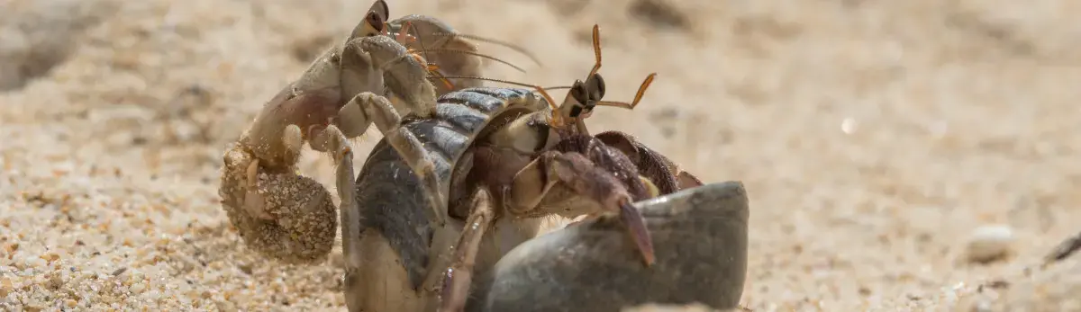 Hermit Crab Care | Pet Better with Pet Circle