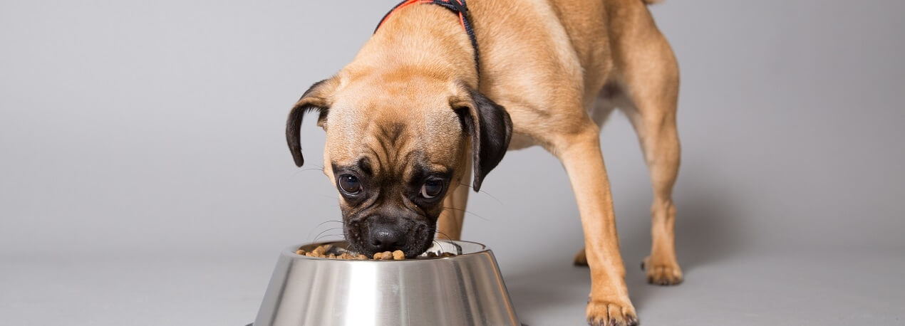 How Dry Pet Food is Made | Pet Better with Pet Circle