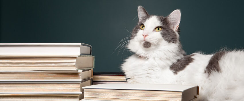 how smart are cats | Pet Better with Pet Circle