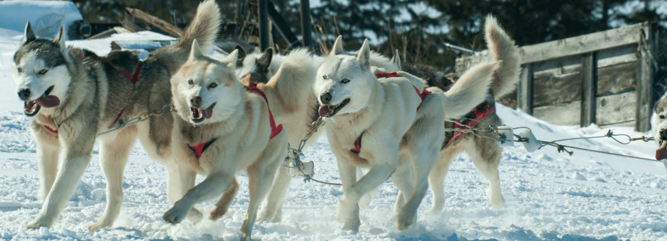 How to Feed a Working Dog | Pet Better with Pet Circle