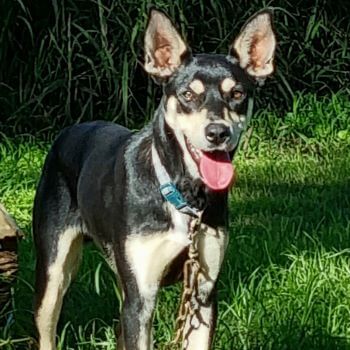 How to Feed a Working Dog | Pet Better with Pet Circle