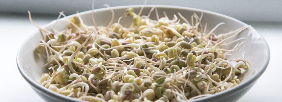 how to sprout seed for your birds | Pet Better with Pet Circle