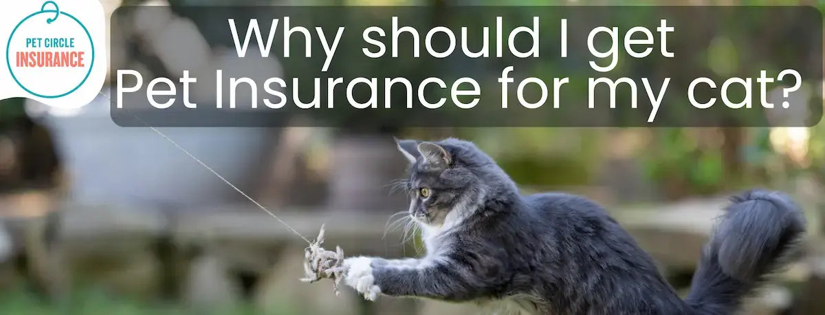 Why Should I Get Pet Insurance for my Cat? | Pet Better with Pet Circle