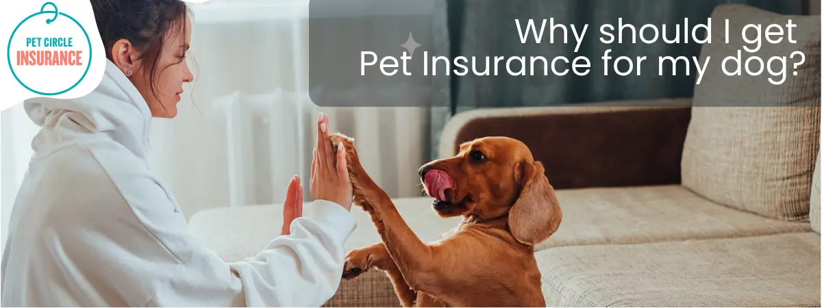 Why Should I Get Pet Insurance for my Dog? | Pet Better with Pet Circle
