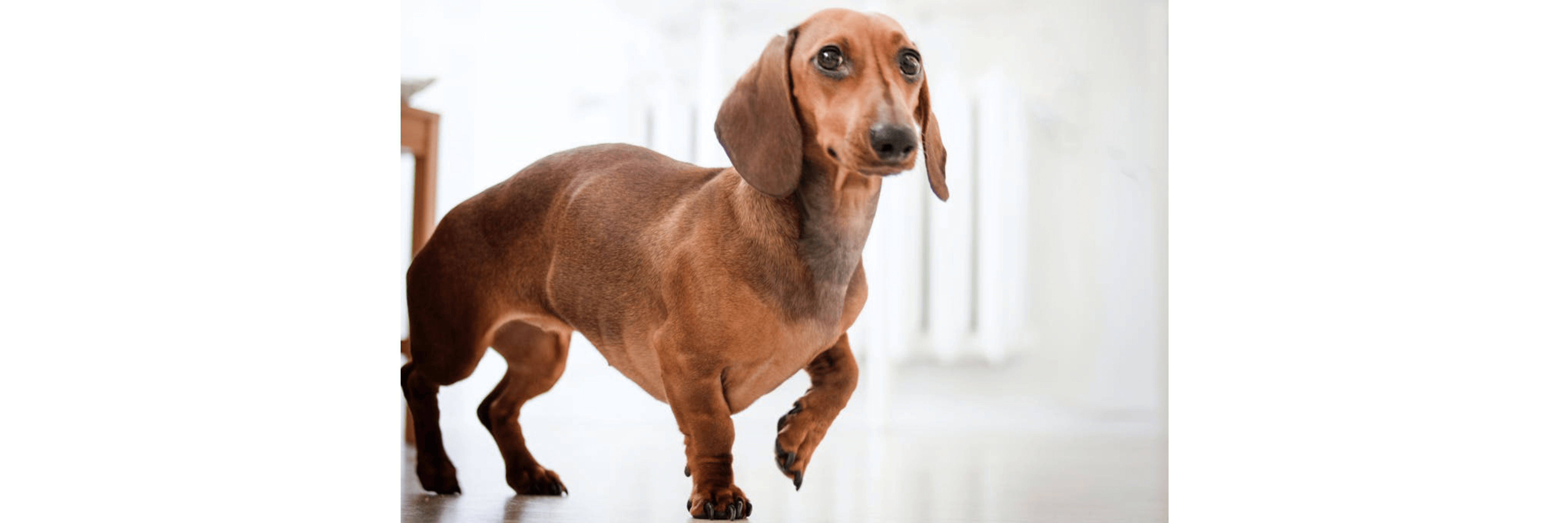Intervertebral Disc Disease in Dogs | Pet Better with Pet Circle