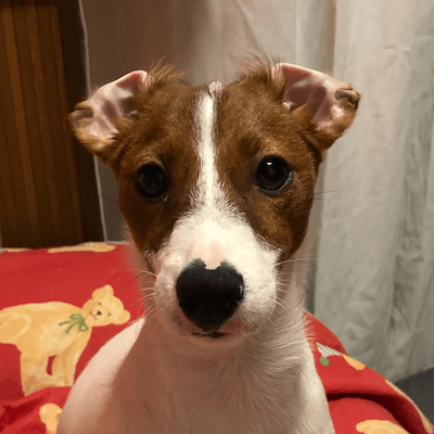 Jack Russell Complete Breed Guide | Pet Better with Pet Circle