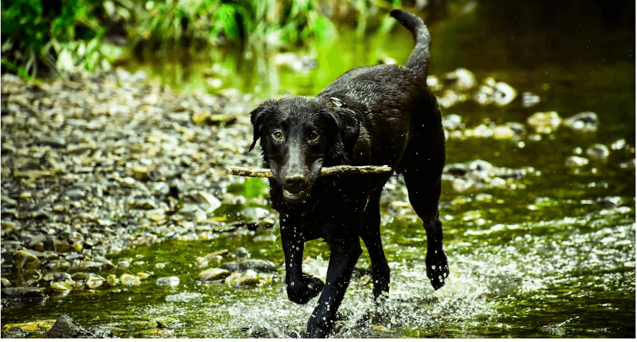 Leeches on Dogs | Pet Better with Pet Circle