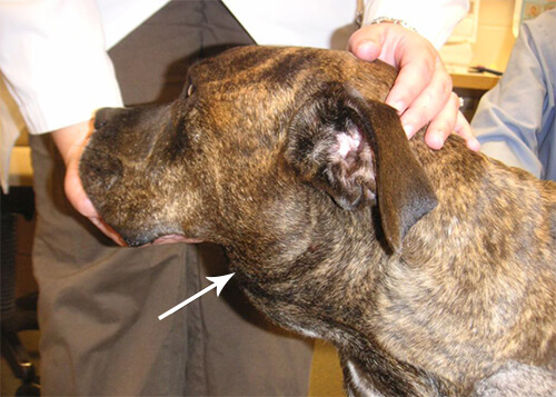 lymphoma in dogs | Pet Better with Pet Circle