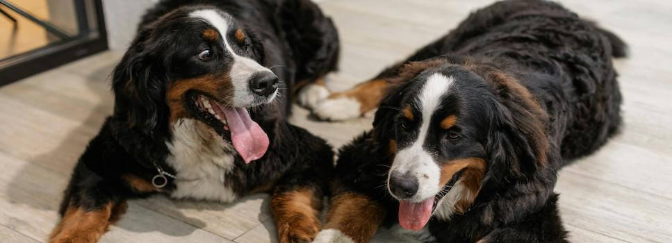 lymphoma in dogs | Pet Better with Pet Circle