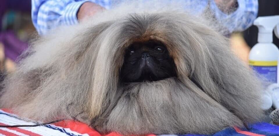 Pekingese Complete Breed Guide | Pet Better with Pet Circle