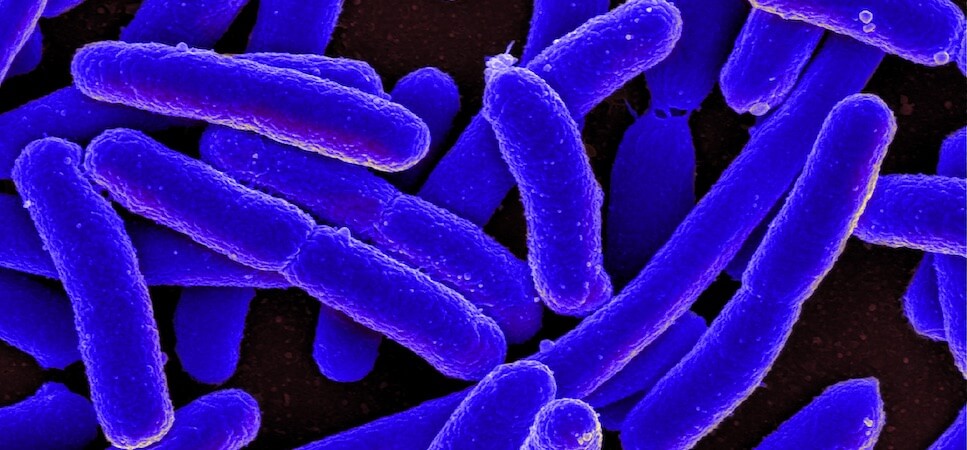 pet microbiome | Pet Better with Pet Circle