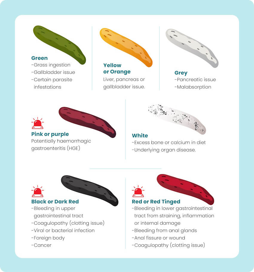 pet poo chart | Pet Better with Pet Circle