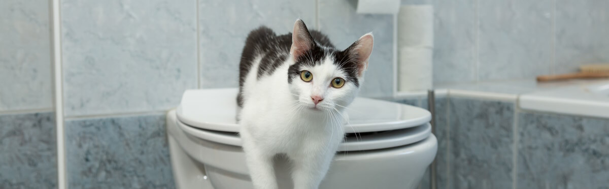 cat pootorial for more good poo days | Pet Better with Pet Circle