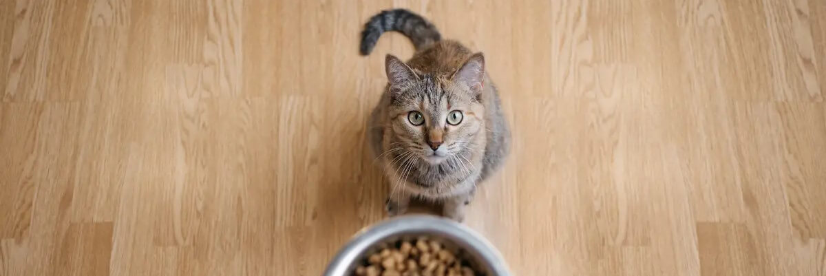 cat pootorial for more good poo days | Pet Better with Pet Circle