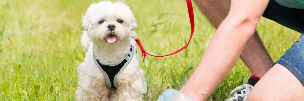 dog pootorial for more good poo days | Pet Better with Pet Circle