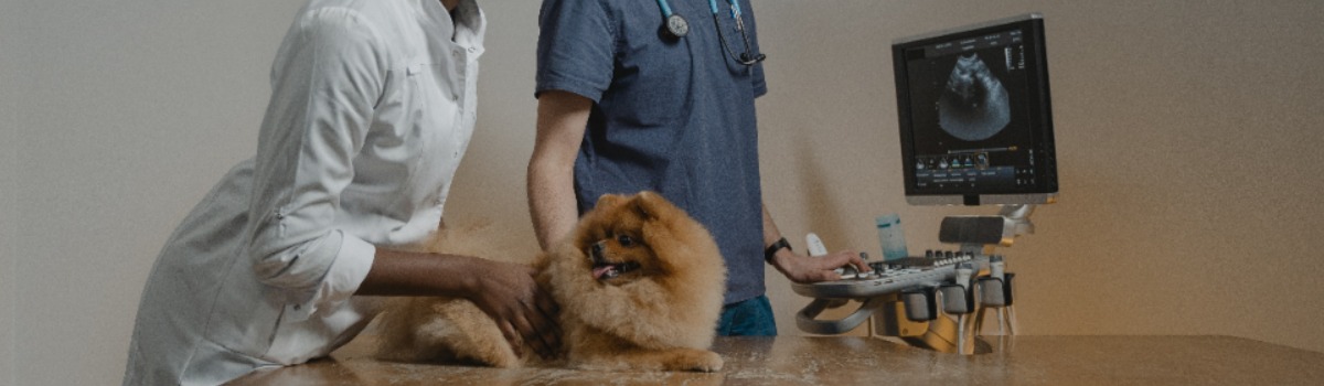 Pyometra in Dogs | Pet Better with Pet Circle