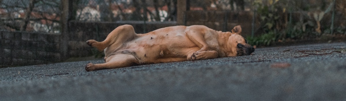 Pyometra in Dogs | Pet Better with Pet Circle