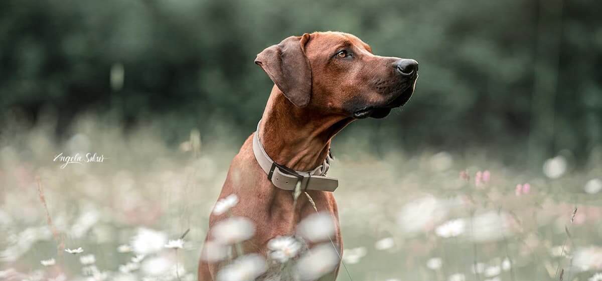 Rhodesian Ridgeback Complete Breed Guide | Pet Better with Pet Circle