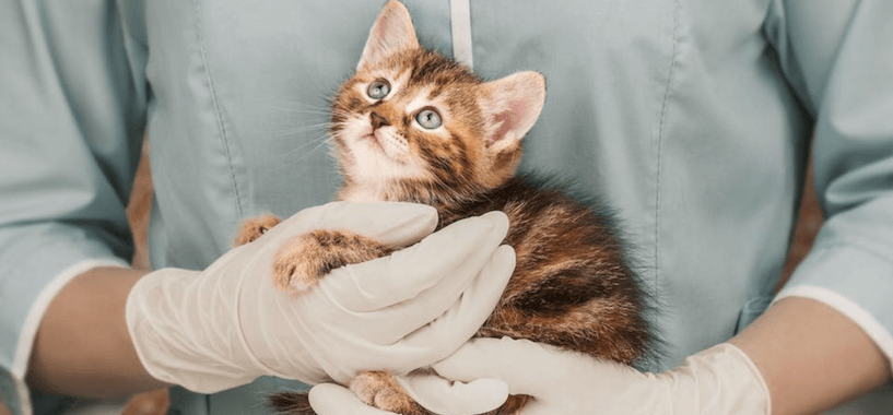 take your cat to the vet | Pet Better with Pet Circle