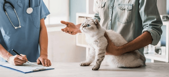 take your cat to the vet | Pet Better with Pet Circle