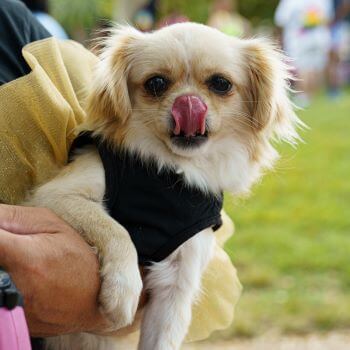 Tibetan Spaniel | Breed Guide | Pet Better with Pet Circle