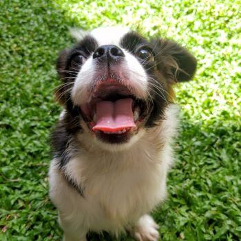 Tibetan Spaniel | Breed Guide | Pet Better with Pet Circle