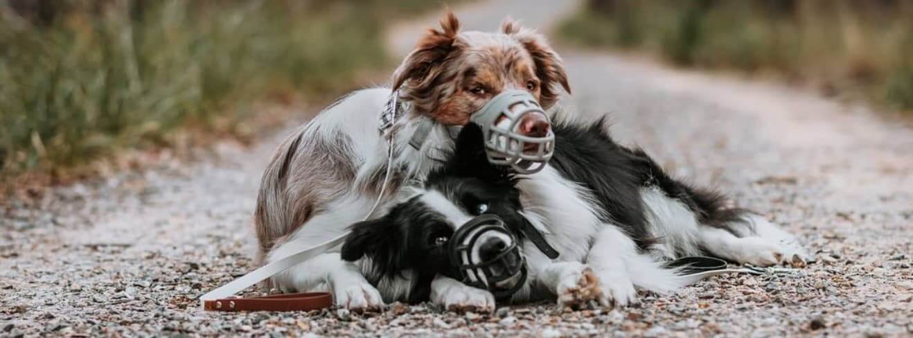 pica in dogs | Pet Better with Pet Circle