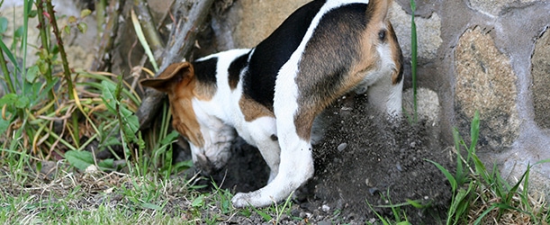 Dog Digging: Causes & Solutions | Pet Better with Pet Circle