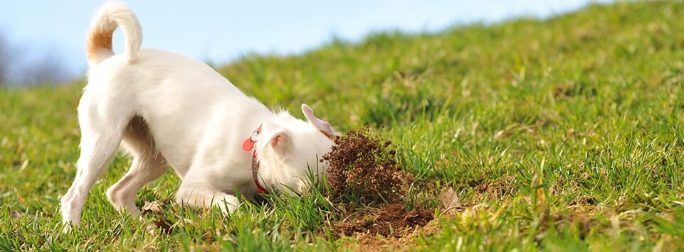 Dog Digging: Causes & Solutions | Pet Better with Pet Circle