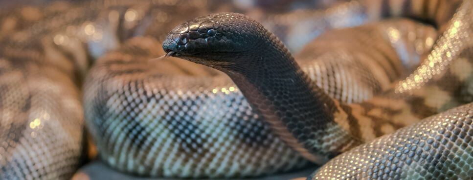 Woma and Black Headed Pythons | Pet Better with Pet Circle