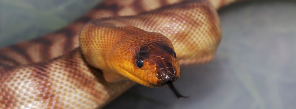 Woma and Black Headed Pythons | Pet Better with Pet Circle