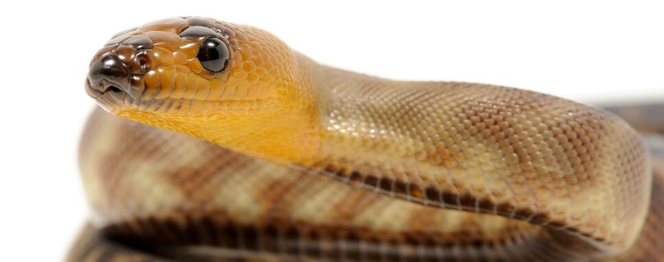 Woma and Black Headed Pythons | Pet Better with Pet Circle