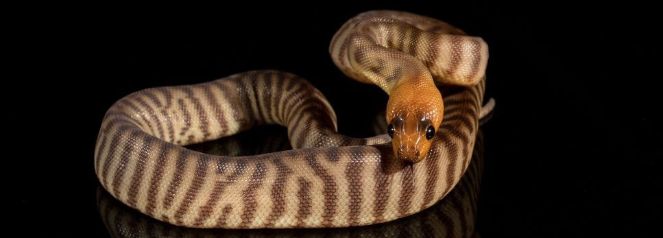 Woma and Black Headed Pythons | Pet Better with Pet Circle