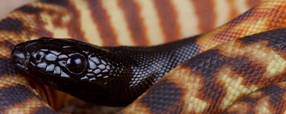 Woma and Black Headed Pythons | Pet Better with Pet Circle