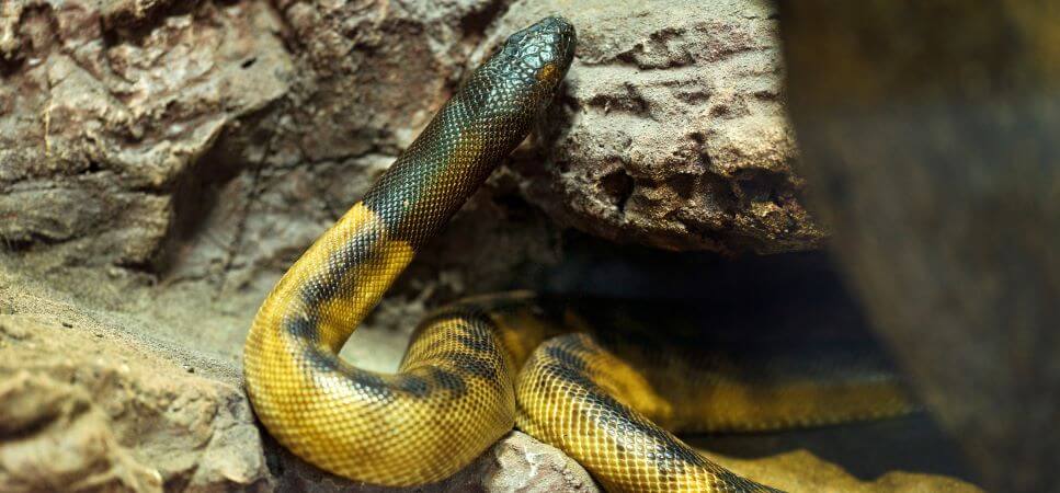 Woma and Black Headed Pythons | Pet Better with Pet Circle