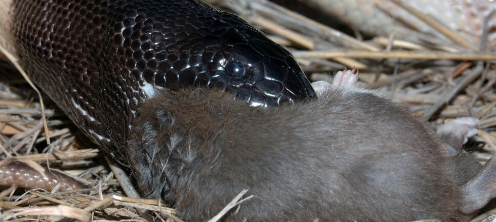 Woma and Black Headed Pythons | Pet Better with Pet Circle