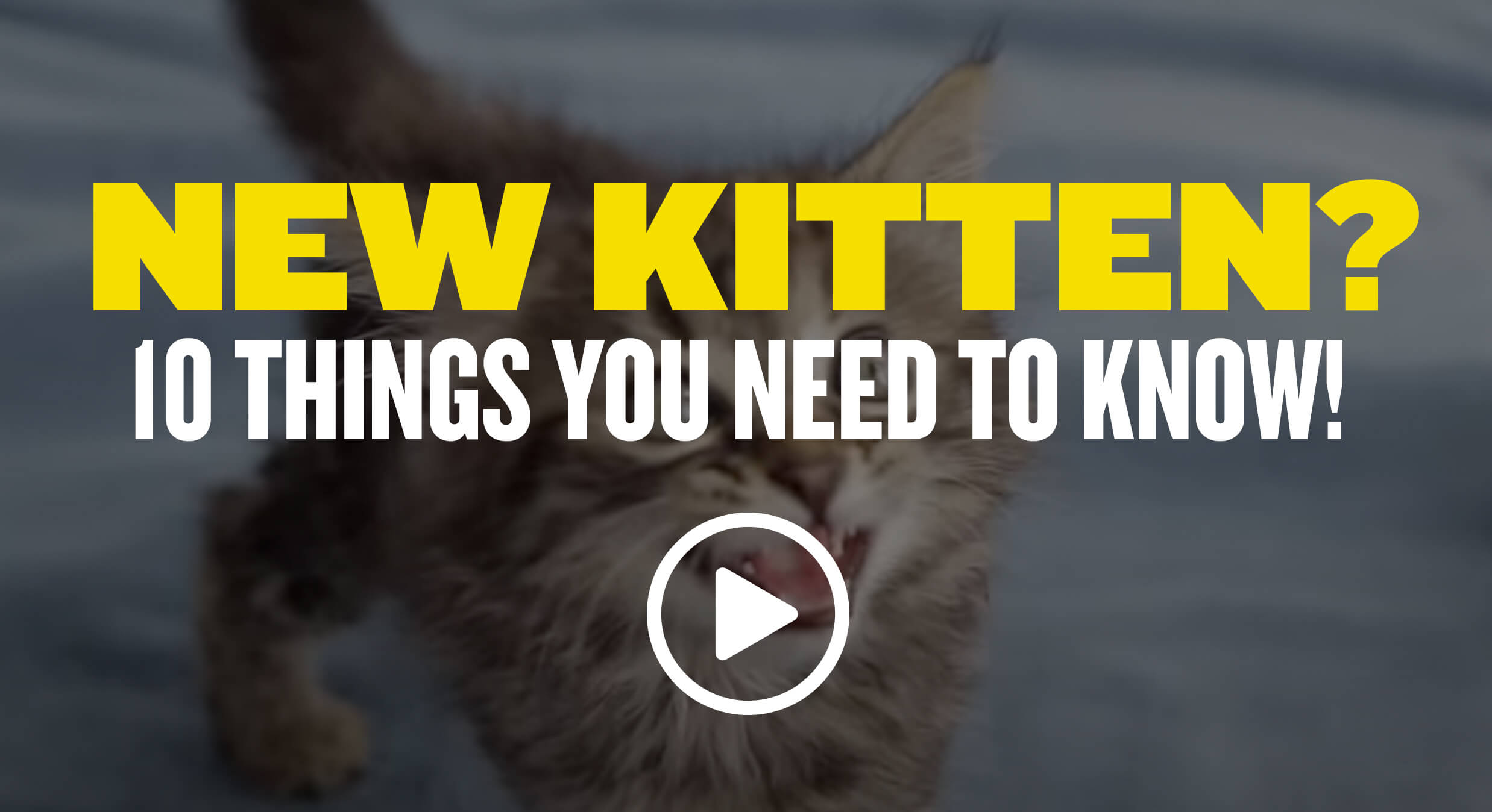 New Kitten | Pet Better with Pet Circle | Pet Better with Pet Circle