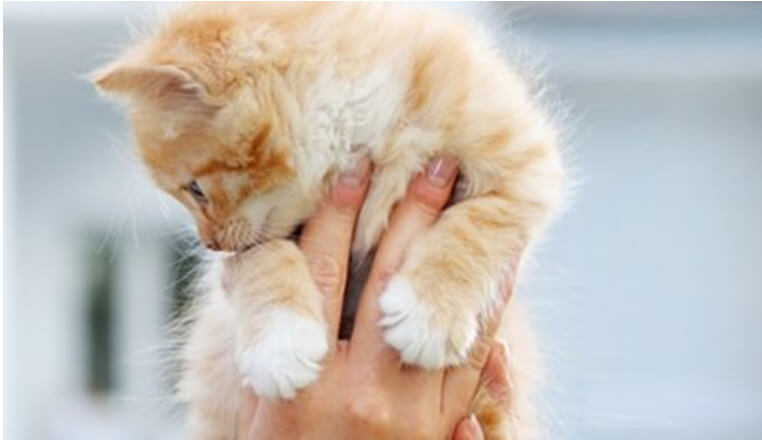 New Kitten | Pet Better with Pet Circle | Pet Better with Pet Circle