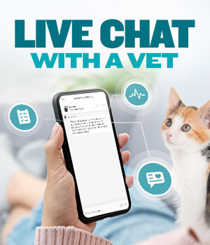 New Kitten | Pet Better with Pet Circle | Pet Better with Pet Circle