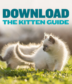 New Kitten | Pet Better with Pet Circle | Pet Better with Pet Circle