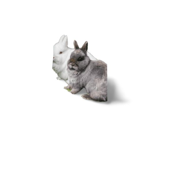 Buy Burgess Excel Junior And Dwarf Rabbits Nuggets With Mint Online ...