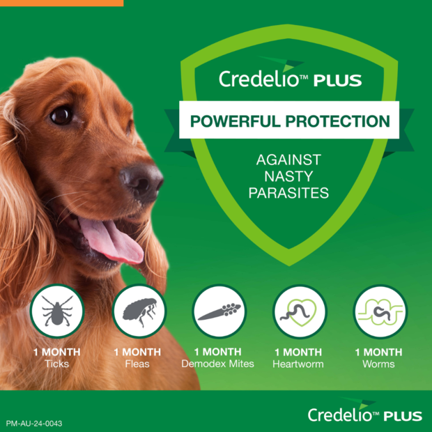 Buy Credelio Plus Medium Dog Orange Online | Better Prices At Pet Circle