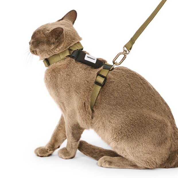 Buy Hi Dream I Shaped Cat Harness And Leash Set Green Online | Better ...