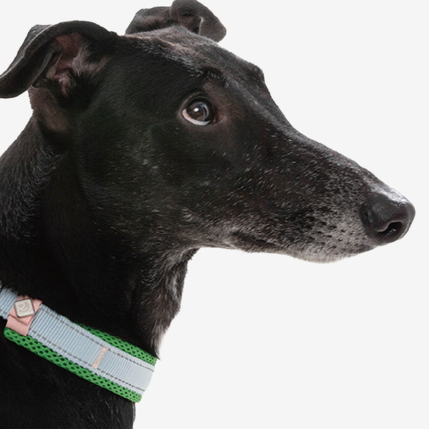 Buy Maogou Blue Miracle Dog Collar Shamrock Green Online | Better ...