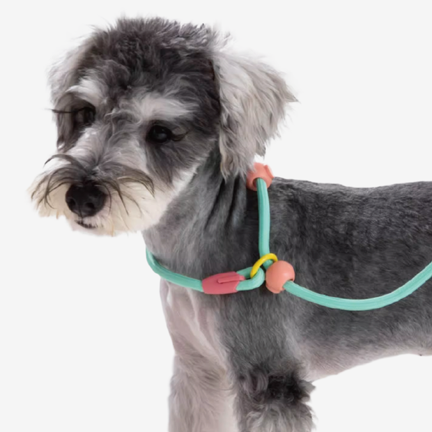 Buy Maogou Blue Slip Lead Mint Green Online | Better Prices At Pet Circle