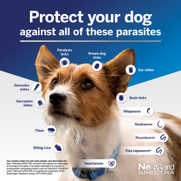 Buy Nexgard Spectra Very Small Dog Online | Better Prices At Pet Circle
